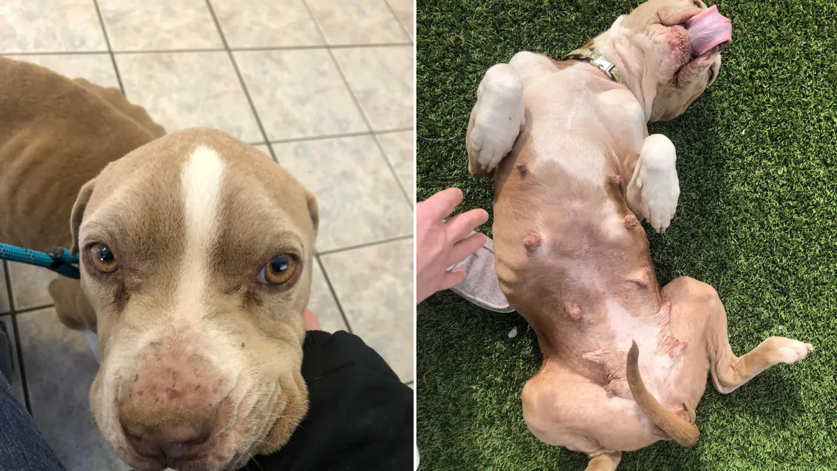 Un perro flaco que estuvo toda su vida con una cadena en el exterior ...