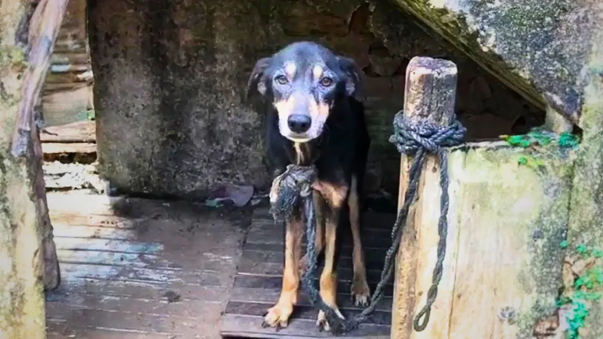Pobre perro 7 años atascado en cuerda corta por fin se salva
