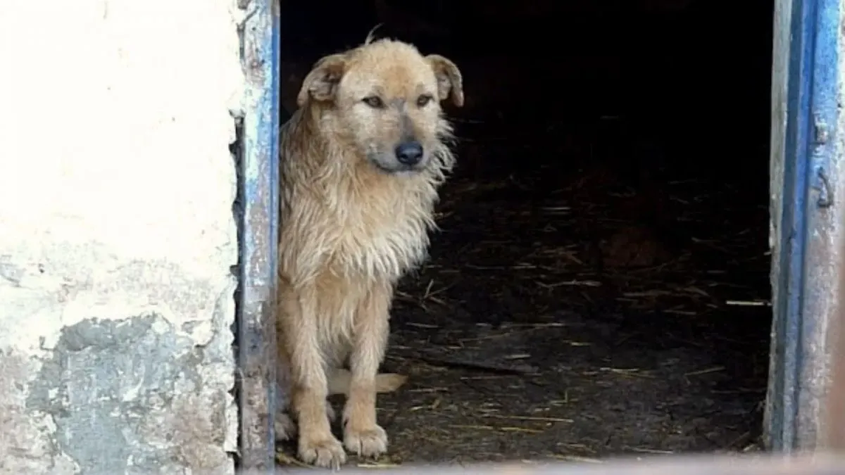 Un perro triste y desesperado vuelve a sonreír tras ser rescatado
